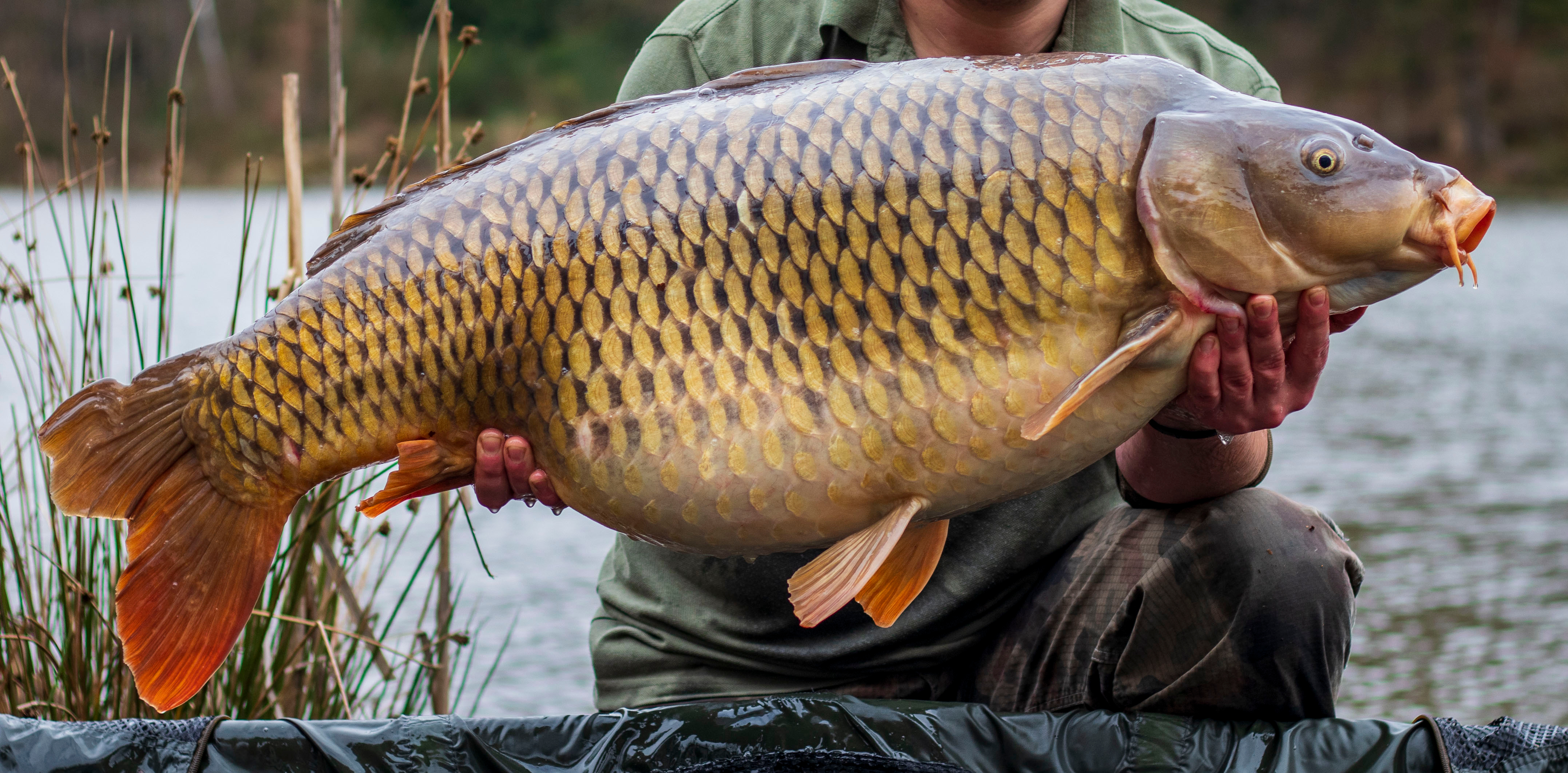 CarpCandy the new Carp bait - CarpCandy